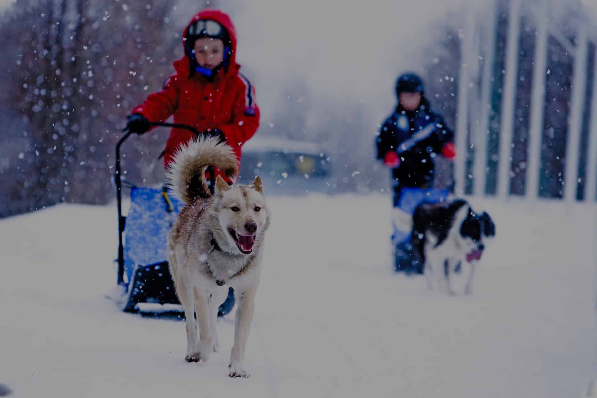 Activités hiver - Mushing Addict